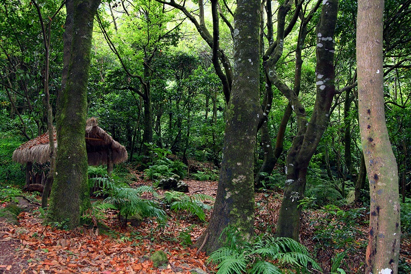 Os cenários deslumbrantes da Floresta Laurissilva, na Ilha da Madeira ...